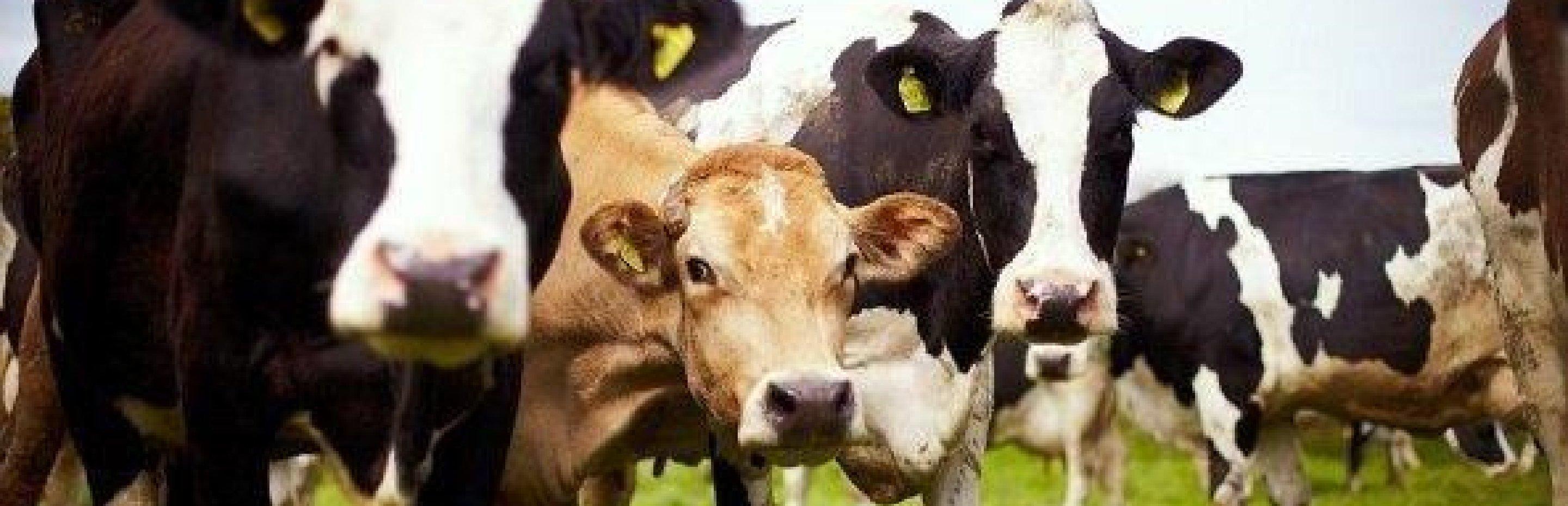 Brakes Fresh | Brakes Foodservice