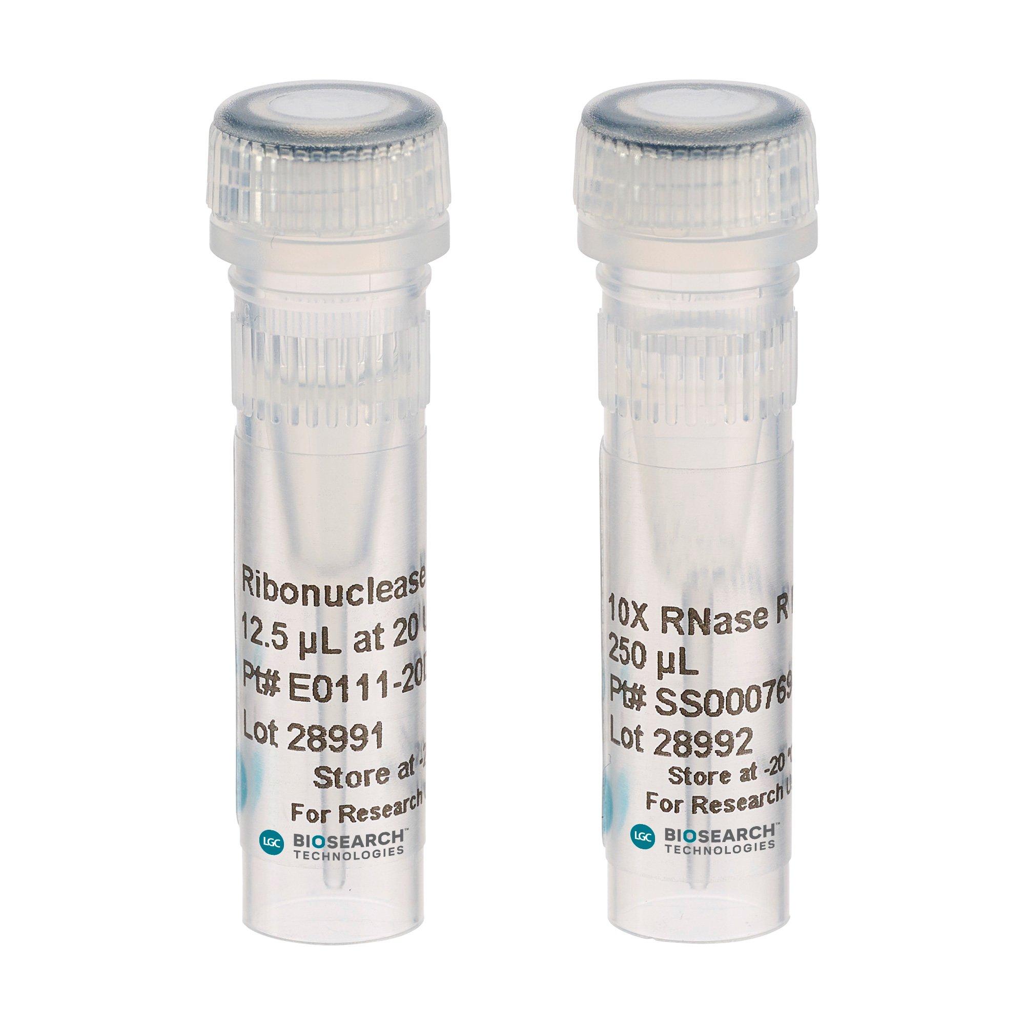 Ribonuclease R (RNase R)