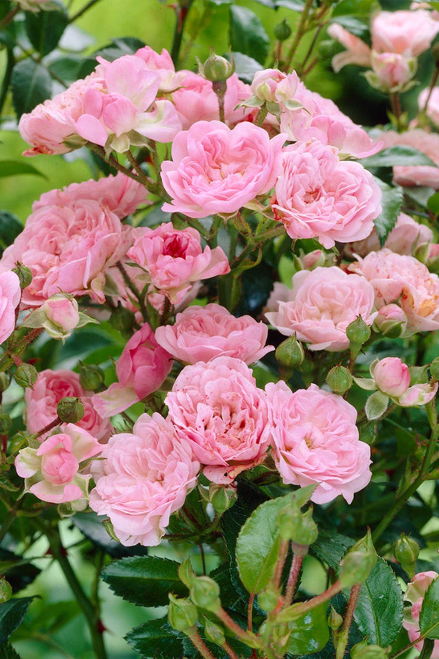 rosa rosa polyantha fairy dance pianta tappezzante | Rosa rosa ...