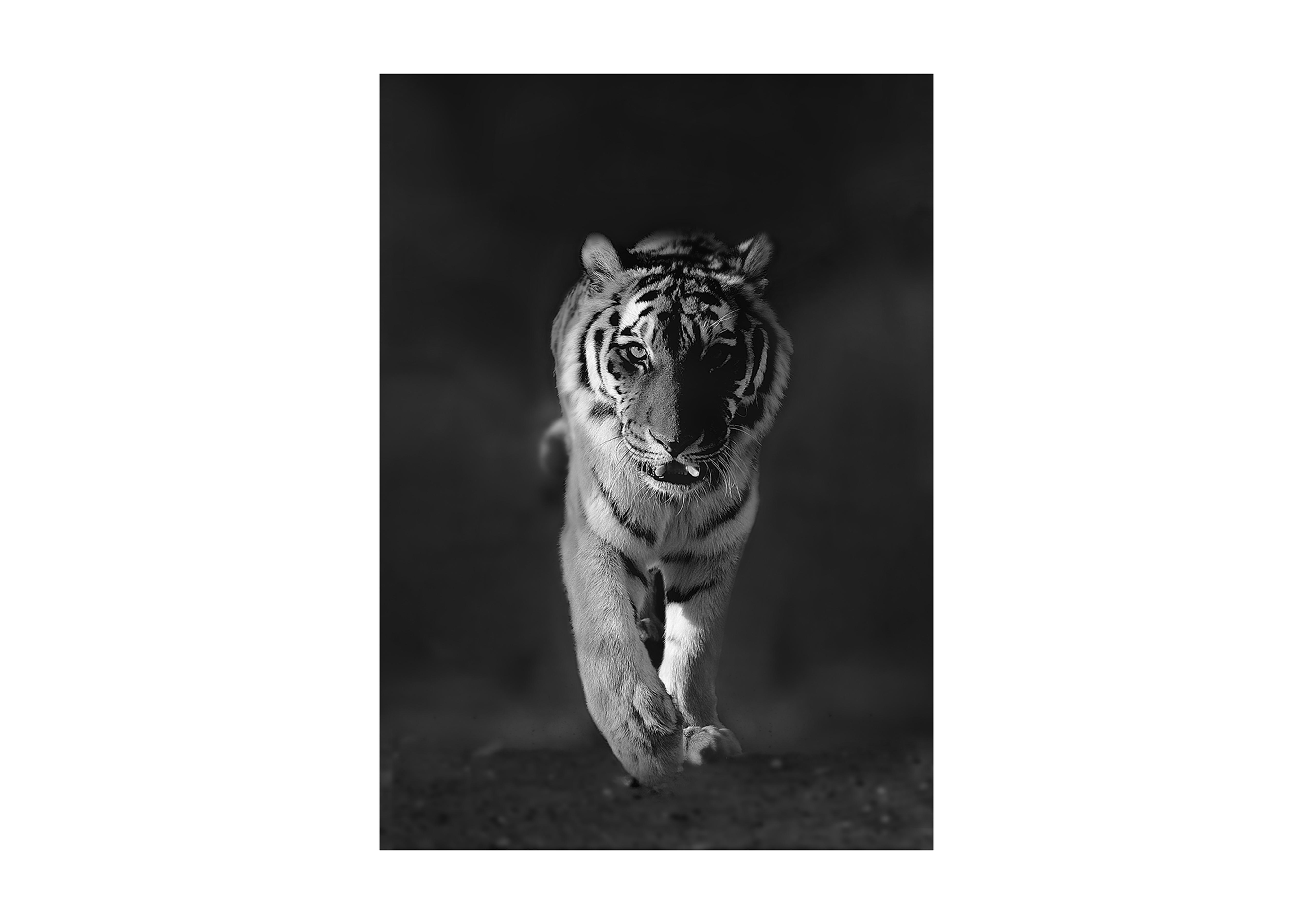 Babar Tiger Glass Art - Furniture Village