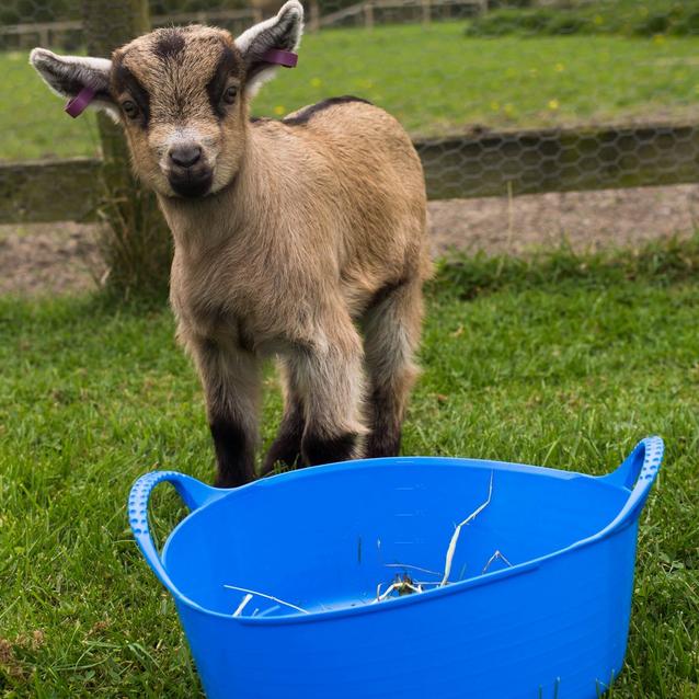 Red Gorilla Flexible Shallow Bucket Blue | Naylors