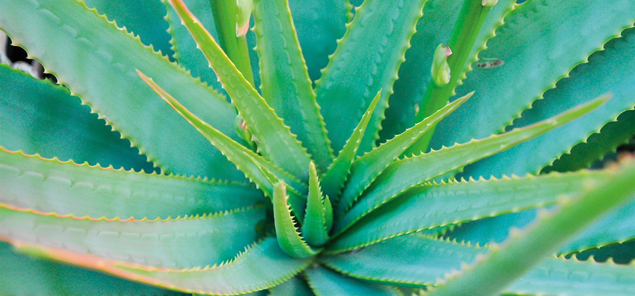 the body shop AU: Our soothing Aloe is perfect for even the most ...