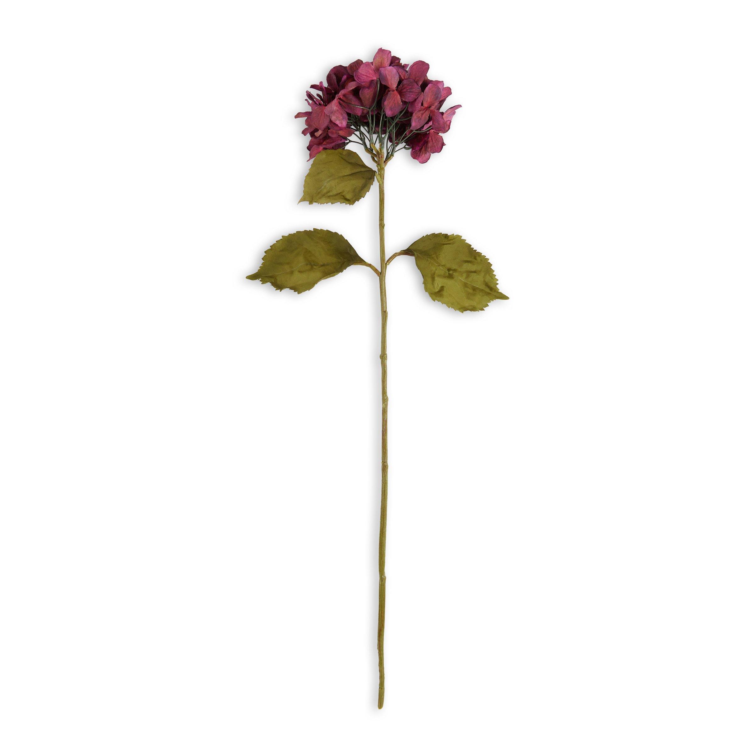 Wine Red Hydrangea (3160445) | Loads of Living