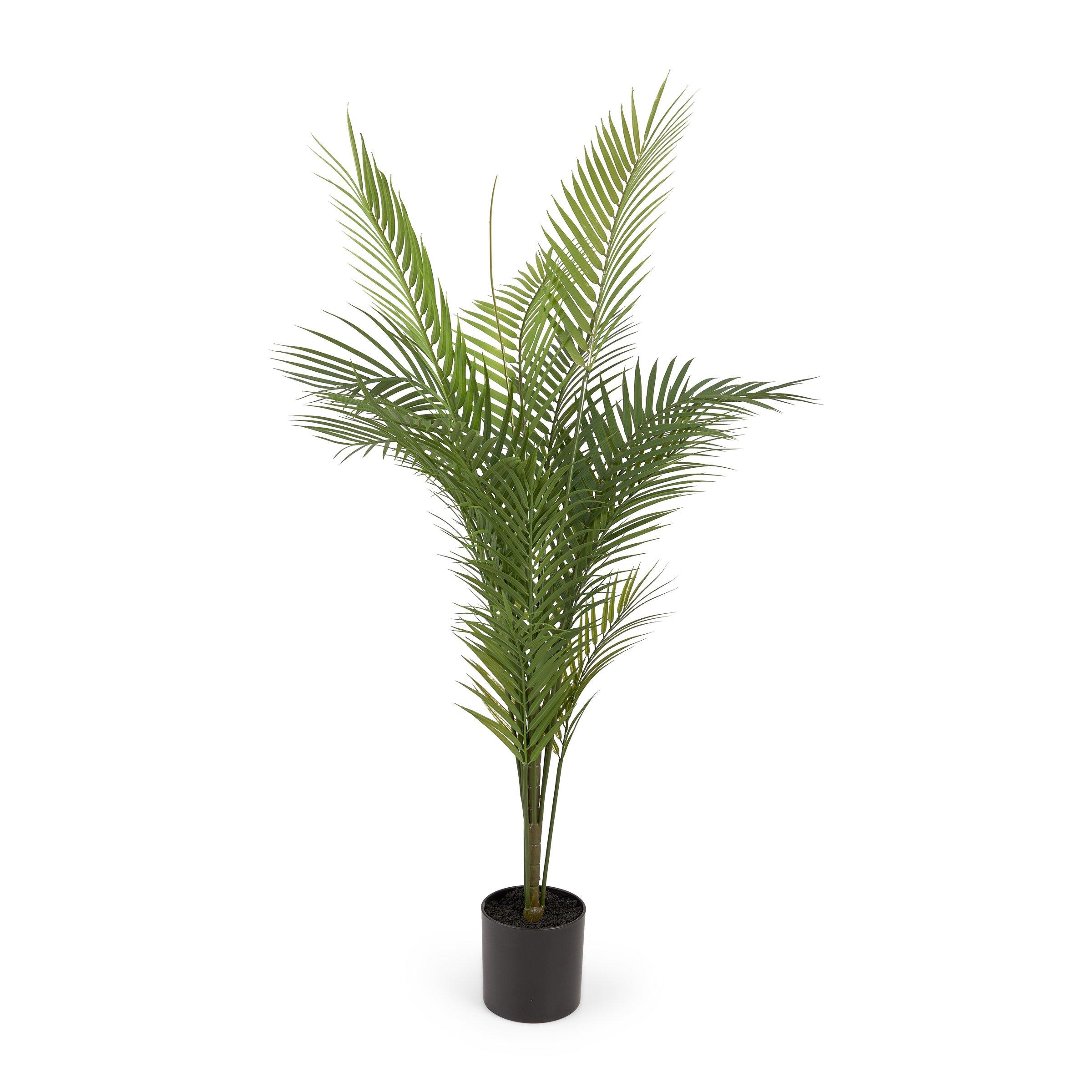 Palm Tree (3188401) | Loads of Living