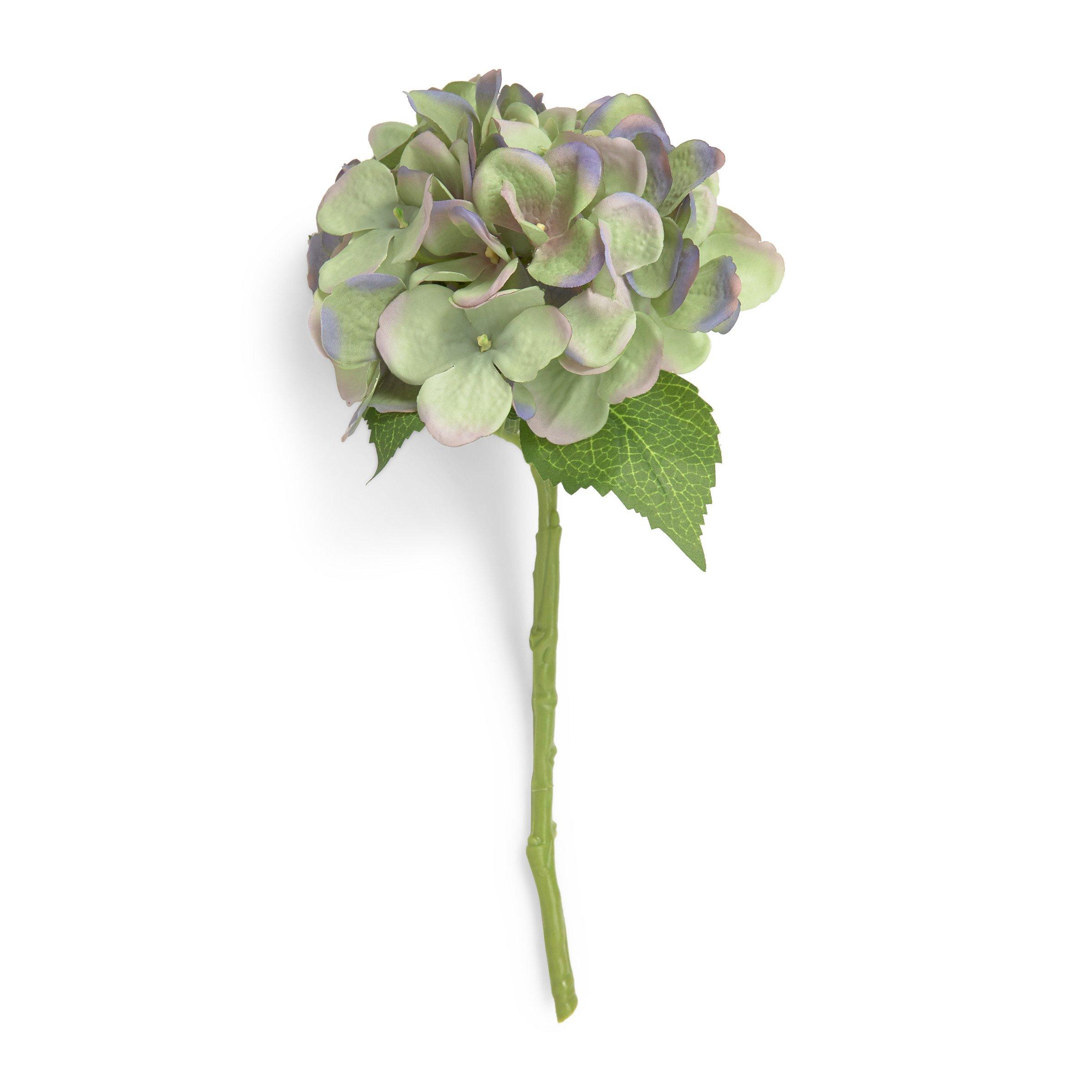 Blue Green Hydrangea (3205021) | Loads of Living