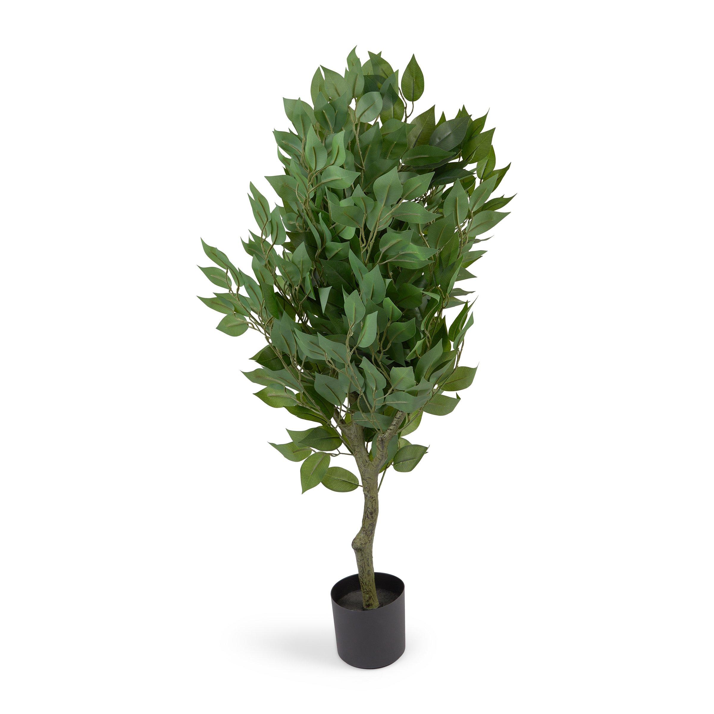 Ficus Tree in Pot (3251648) | Loads of Living